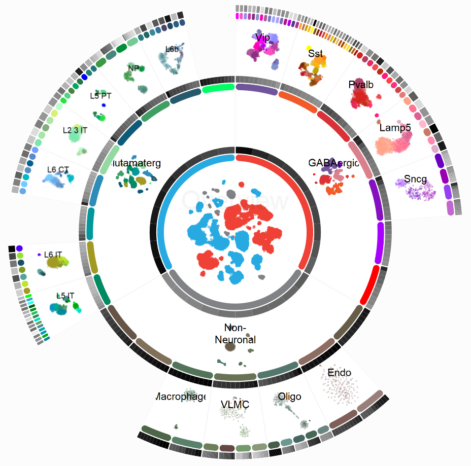 Visualization - Brain Cell Data Center (BCDC)